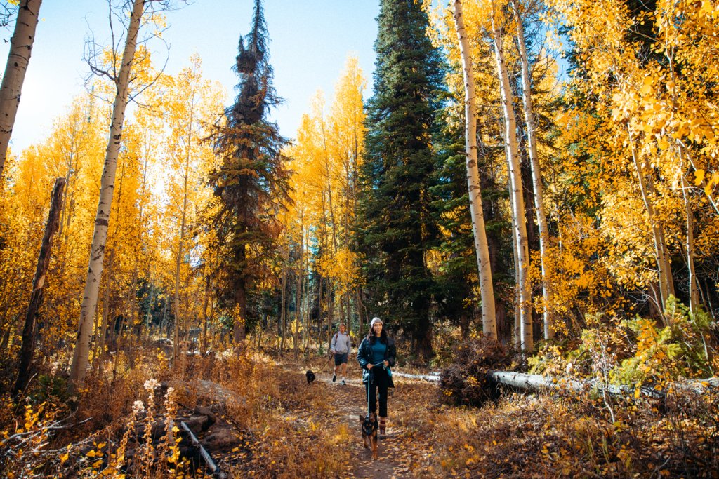 Drive Idaho's Scenic Byways for a Stunning Fall Colors Getaway - ILRA
